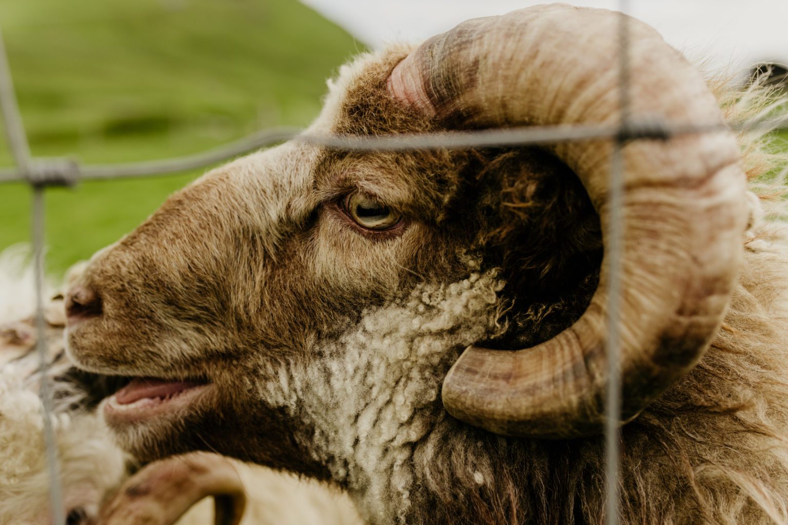 How to Elope in Faroe Islands - and have an adventure elopement!